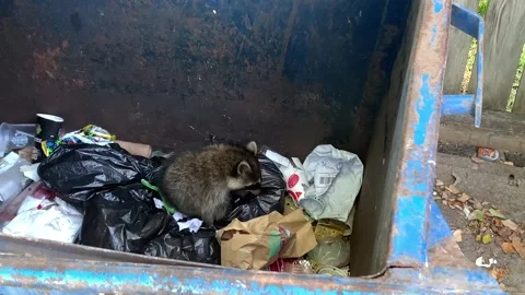 Raccoon Nipple Stock Footage ~ Royalty Free Stock Videos | Pond5