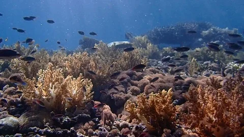 Shark Feeding Video Stock Videos – Royalty-Free HD & 4K Videos | Page 2