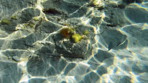 Video of the underwater life at the shal... | Stock Video | Pond5