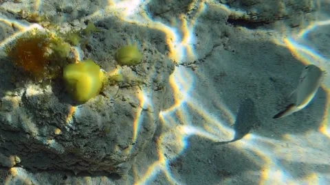 Video of the underwater life at the shal... | Stock Video | Pond5