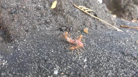 video of walking ants lifting food in th... | Stock Video | Pond5