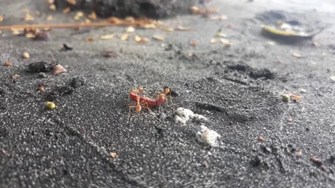 video of walking ants lifting food in th... | Stock Video | Pond5
