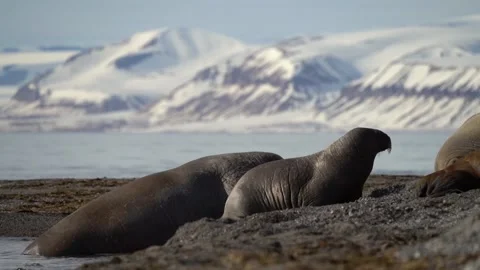 Mammamias Video Stock Videos – Royalty-Free HD & 4K Videos | Pond5