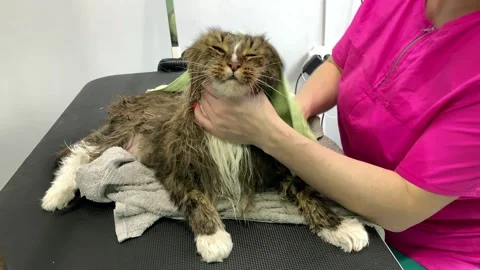 Cat Movie Video Stock Videos – Royalty-Free HD & 4K Videos | Pond5