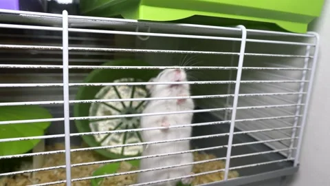 Hamster Videosx Archiv-Video Footage | Royalty-free Hamster Videosx Videos | Pond5