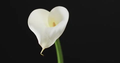 Video of white kalia flower with copy sp... | Stock Video | Pond5