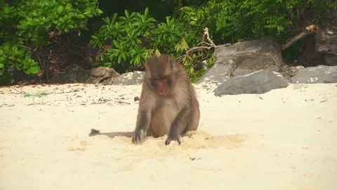 Vietnam - Ha Long Bay, Cat Ba - Monkey I... | Stock Video | Pond5