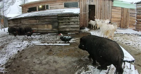 Vietnamese pigs on a home farm. Animal h... | Stock Video | Pond5