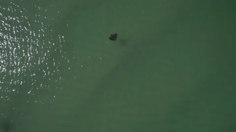 View From Above Of A Manta Ray Under Wat... | Stock Video | Pond5