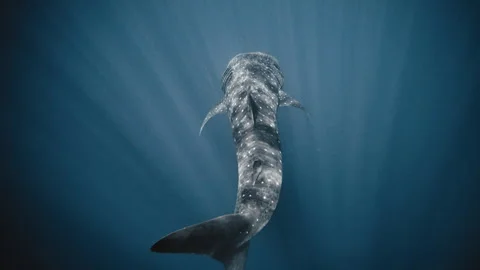 View from above of whale shark swimming ... | Stock Video | Pond5