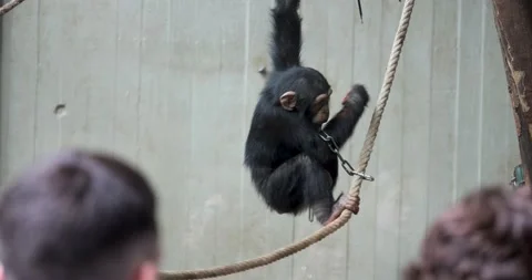 View of baby chimpanzee playing with rop... | Stock Video | Pond5