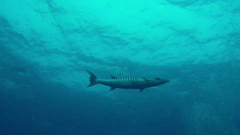 View of barracuda underwater French Poly... | Stock Video | Pond5