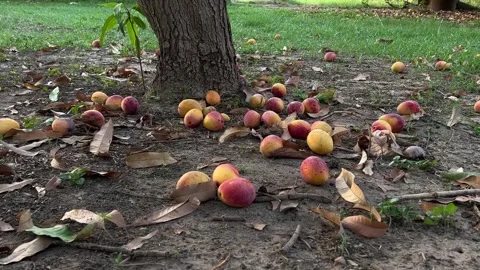 view from below of a mango tree with its... | Stock Video | Pond5