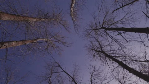 View From Below of Spindly Dead Trees Se... | Stock Video | Pond5