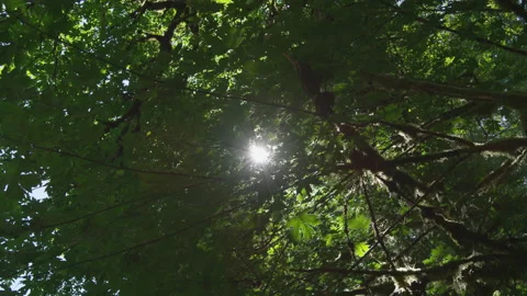 View From Below of Sunlight Shining Thro... | Stock Video | Pond5