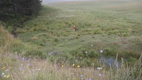 A view of busa cattle's are eating grass... | Stock Video | Pond5