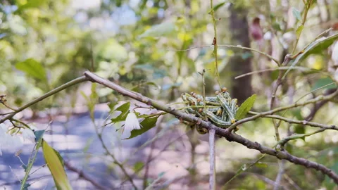 View of caterpillars crawling on tree br... | Stock Video | Pond5