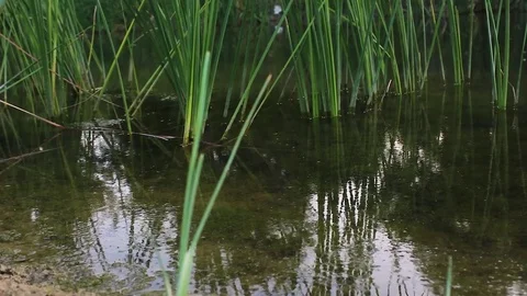 Stock Footage by Potsetc | Official Pond5 Storefront