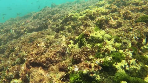 view from coral reef covered by algae an... | Stock Video | Pond5