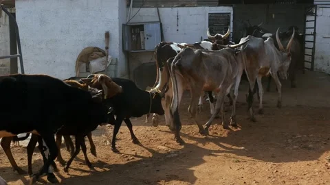 A view of a crowd of cattle running insi... | Stock Video | Pond5