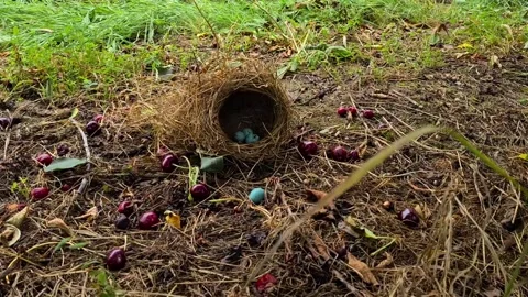 View of destroyed birds nest on ground w... | Stock Video | Pond5