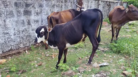 A view of domestic dwarf cattle and calv... | Stock Video | Pond5