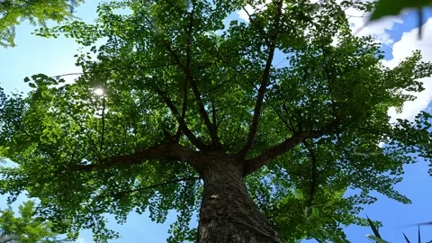Ginkgo Stock Videos – Royalty-Free HD & 4K Videos | Pond5