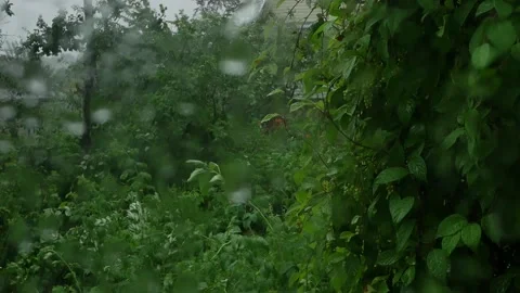 View of green nature outside the window ... | Stock Video | Pond5