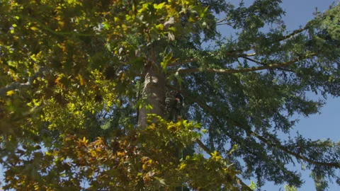 View From the Ground of a Lumberjack Hig... | Stock Video | Pond5