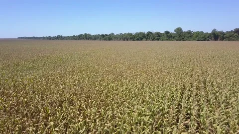 4K Corn Field Stock Footage ~ Royalty Free Stock Videos | Pond5