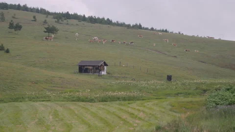 A view of a hut and busa cattle's are ea... | Stock Video | Pond5