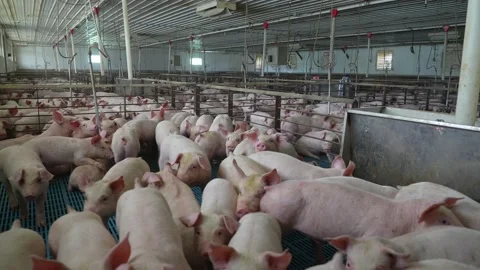 View inside factory pig farm. Hog and sw... | Stock Video | Pond5