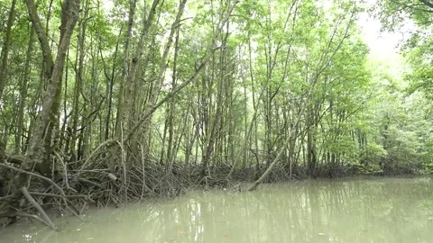 View from inside the mangrove forest in ... | Stock Video | Pond5