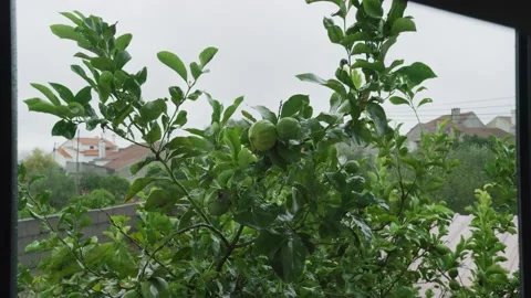 view from inside a window of a lemon tre... | Stock Video | Pond5
