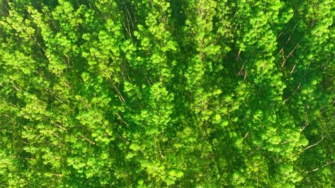 View lush rubber plantations from breath... | Stock Video | Pond5