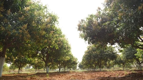View of mango trees in a field, field vi... | Stock Video | Pond5