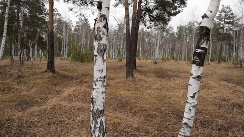 Nature Russian Naked Stock Videos – Royalty-Free HD & 4K Videos