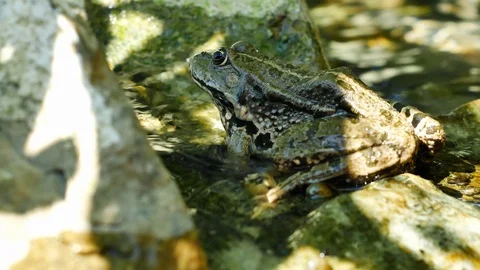 View on a Marsh frog resting in the wavi... | Stock Video | Pond5