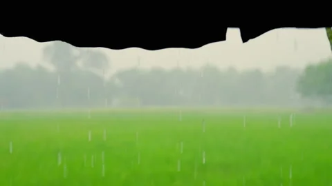View of nature on rainy of green plants ... | Stock Video | Pond5