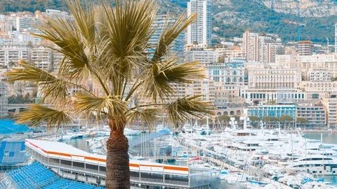 View of palm tree with monaco bay with l... | Stock Video | Pond5