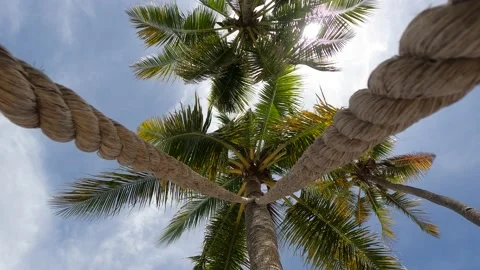 view of a palm tree from a rope swing | Stock Video | Pond5