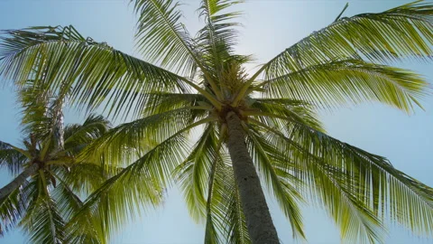 Palm Trees Beach Stock Videos – Royalty-Free HD & 4K Videos | Page 3