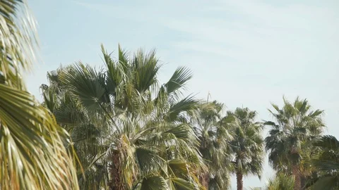 View of palm trees with waving green lea... | Stock Video | Pond5