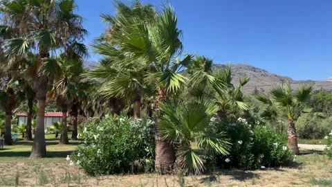 View to palms and flowering oleanders sh... | Stock Video | Pond5
