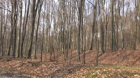View of pan right forest tree at mountai... | Stock Video | Pond5