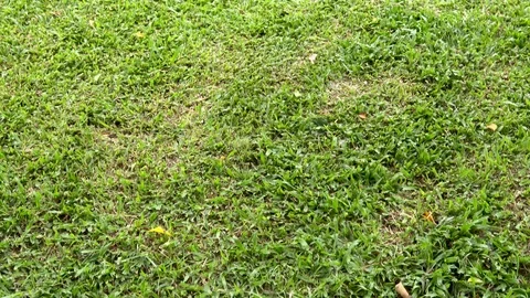 The view of park in the city. Natural sc... | Stock Video | Pond5