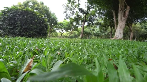 The view of park in the city. Natural sc... | Stock Video | Pond5