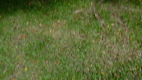 The view of park in the city. Natural sc... | Stock Video | Pond5