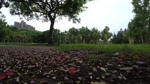 The view of park in the city. Natural sc... | Stock Video | Pond5