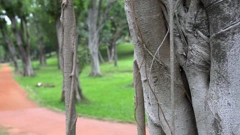 The view of park in the city. Natural sc... | Stock Video | Pond5